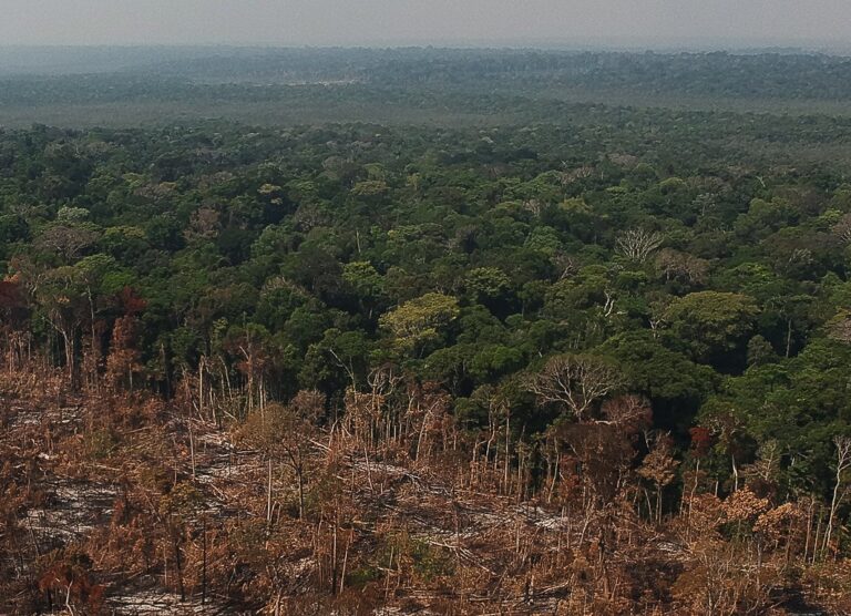 Amazon records a 68% drop in deforestation in 2025, says the Amazon ...